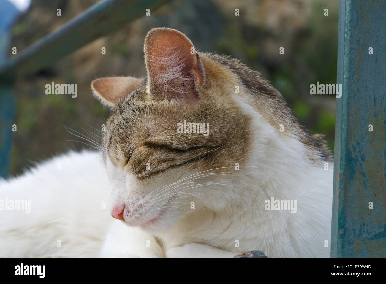 portrait of a satisfied looking cat Stock Photo - Alamy
