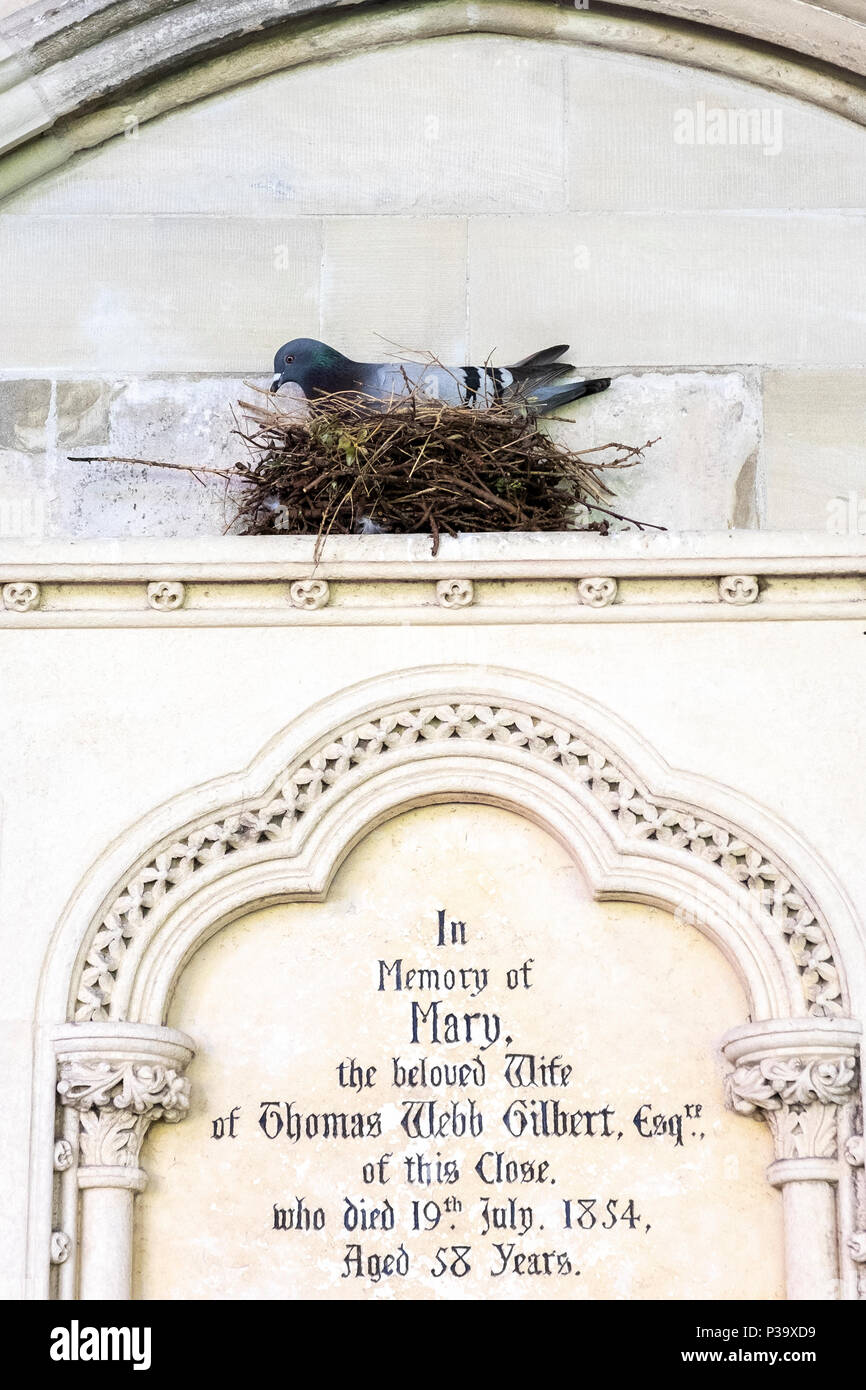 Pigeon nesting on a narrow ledge Stock Photo - Alamy