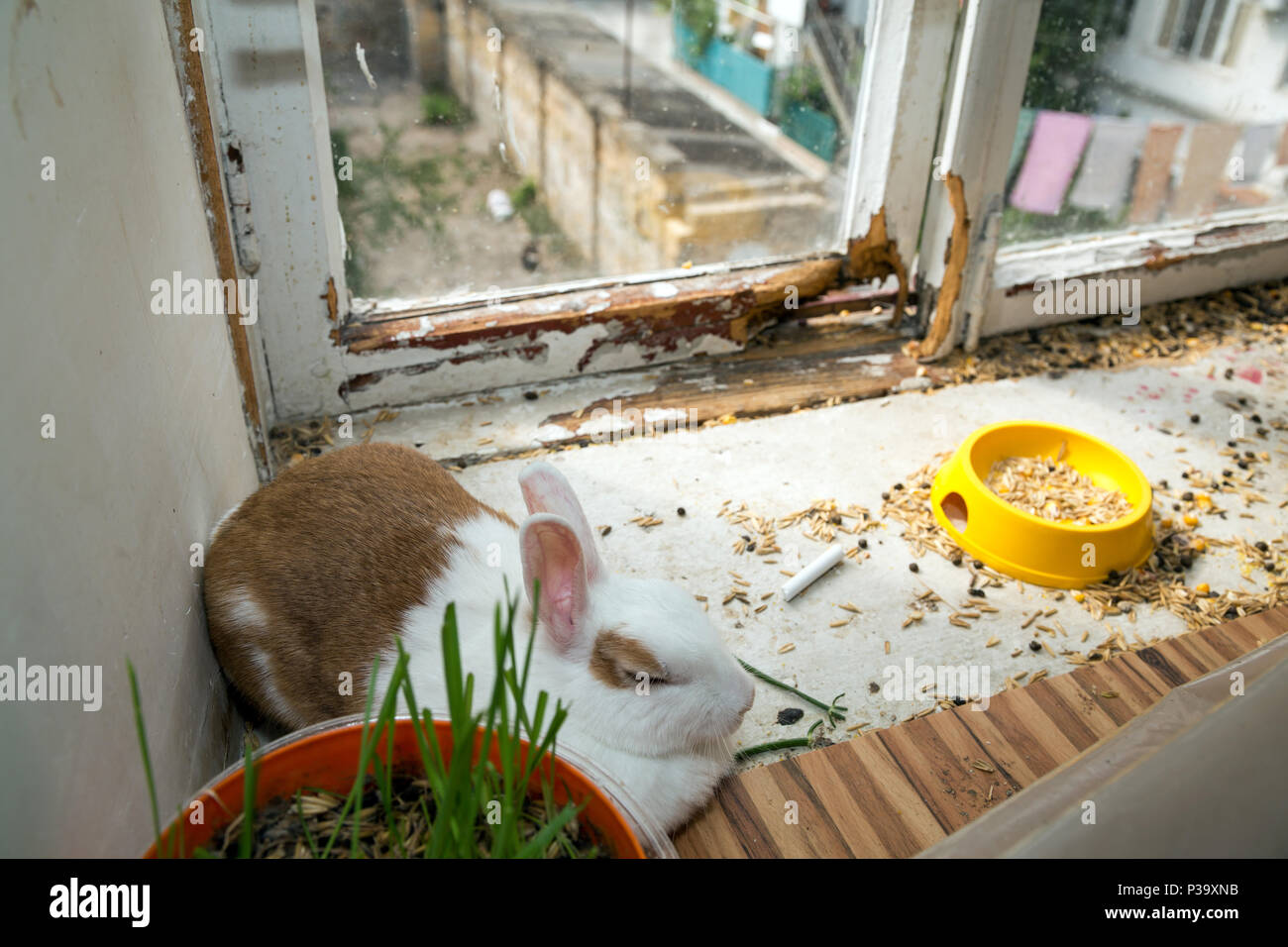 Rabbit in the window hi-res stock photography and images - Alamy