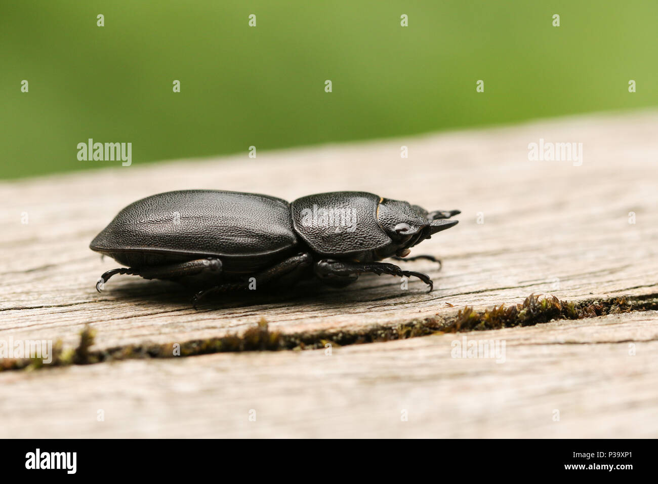 Stag beetle uk hi-res stock photography and images - Alamy