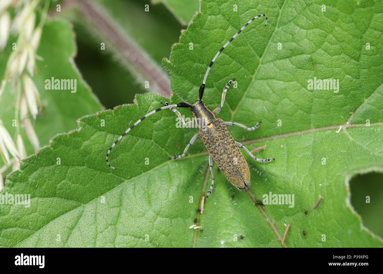 A stunning Golden-bloomed Grey Longhorn Beetle ( Agapanthia ...