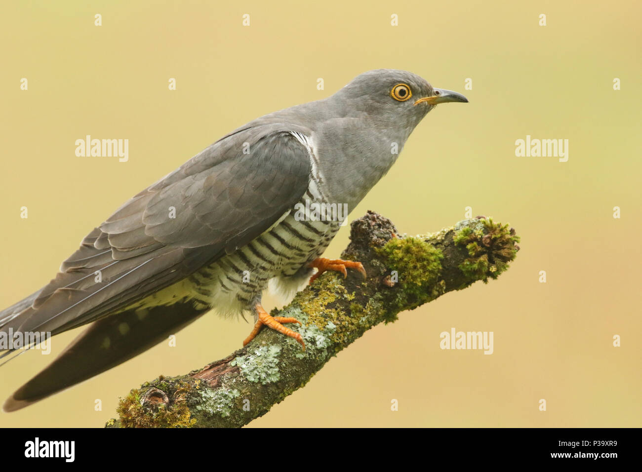 Moor moorland bird british cuckoo hi-res stock photography and images ...