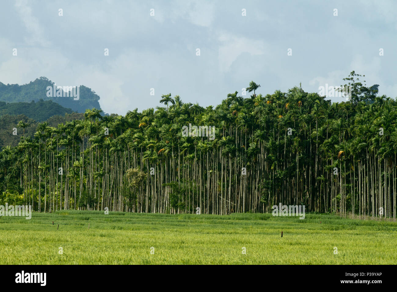 Landscape of Toinga Hill at Shilkhali. Teknaf, Cox´s Bazar, Bangladesh ...