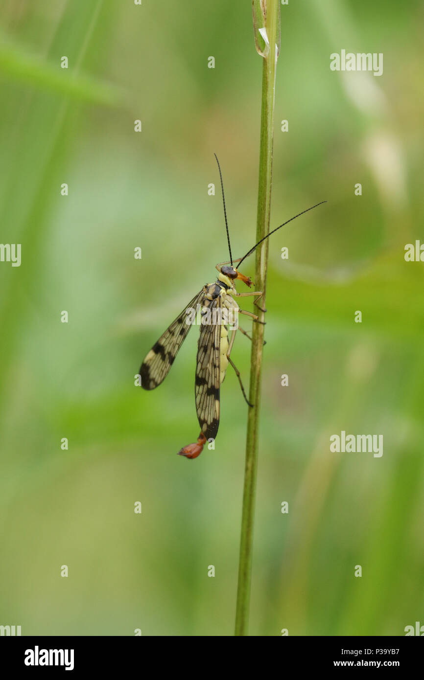 Scorpion fly insect predator hi-res stock photography and images - Alamy