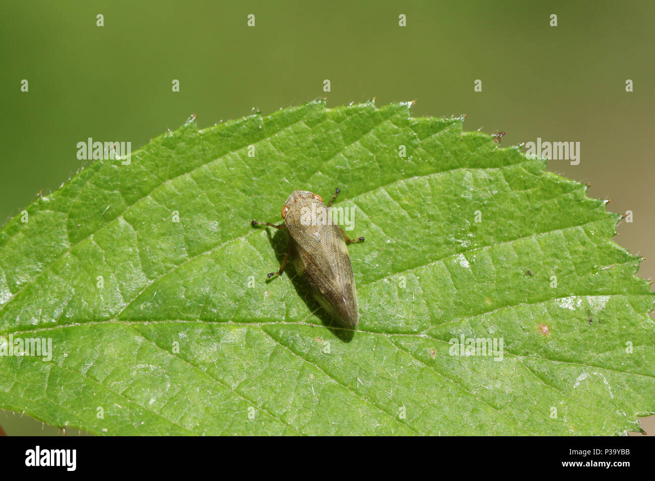 Cuckoo spit philaenus hi-res stock photography and images - Alamy