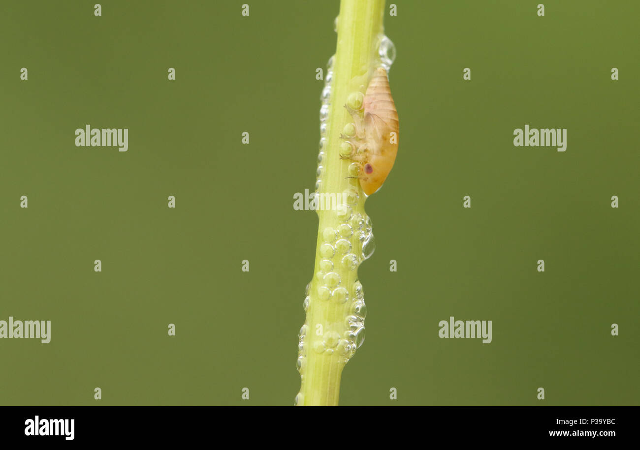 Spittle Bug Stock Photos & Spittle Bug Stock Images - Alamy