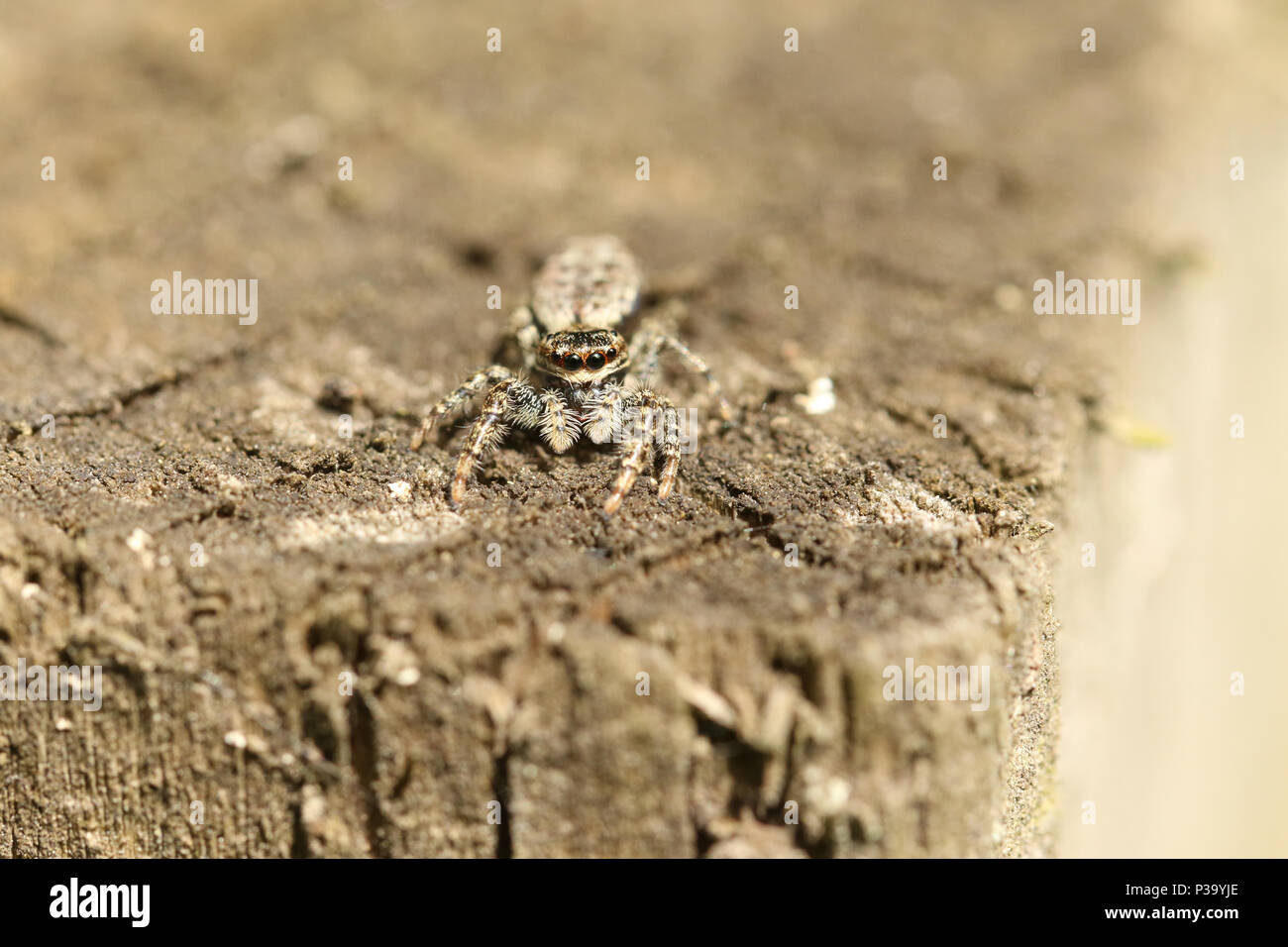 A cute Fence-Post Jumping Spider (Marpissa muscosa) on a wooden fence ...