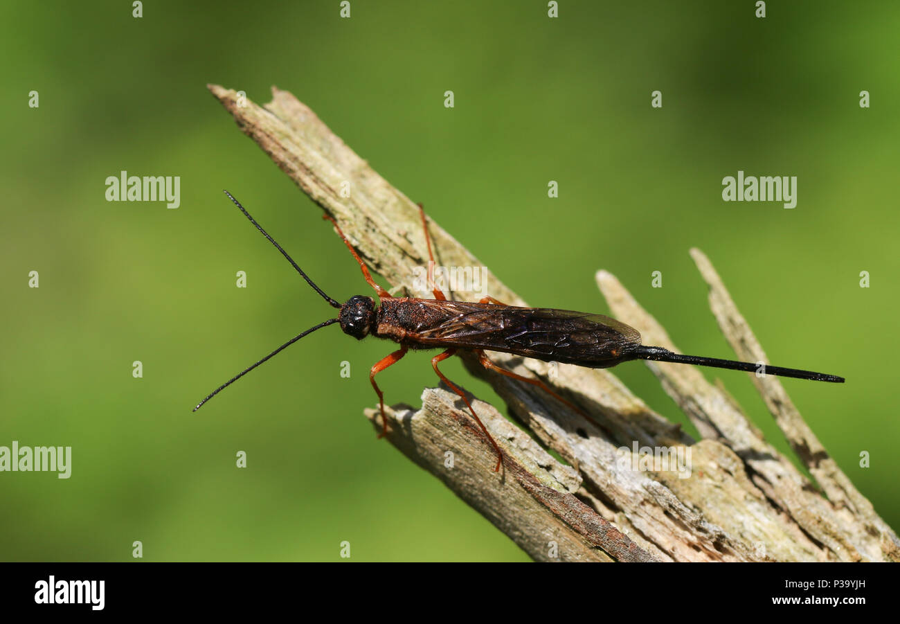 Wood wasp horntail hi-res stock photography and images - Alamy