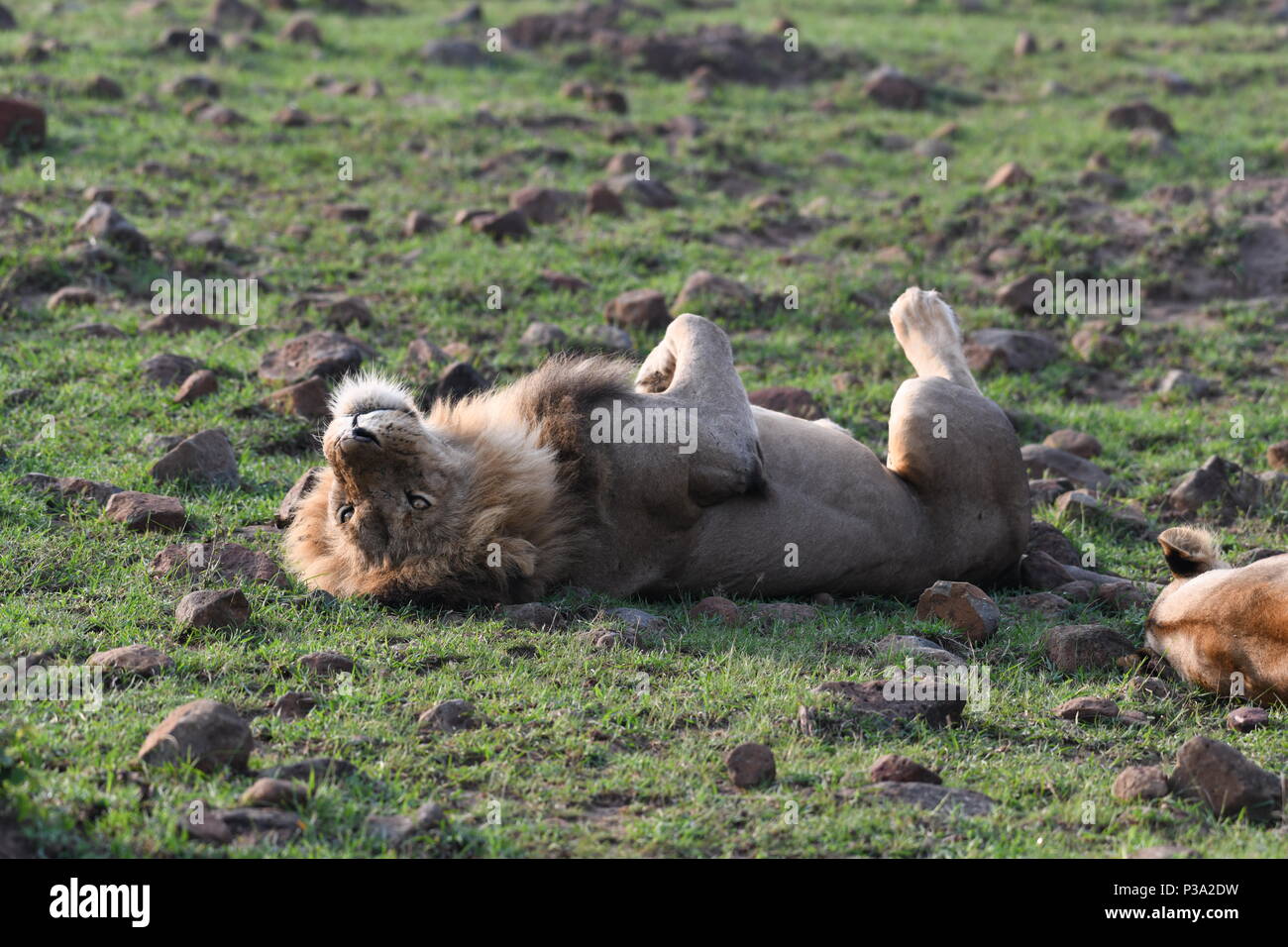 Male lion rolling on his back on the Massai Mara plains (Panthera leo ...