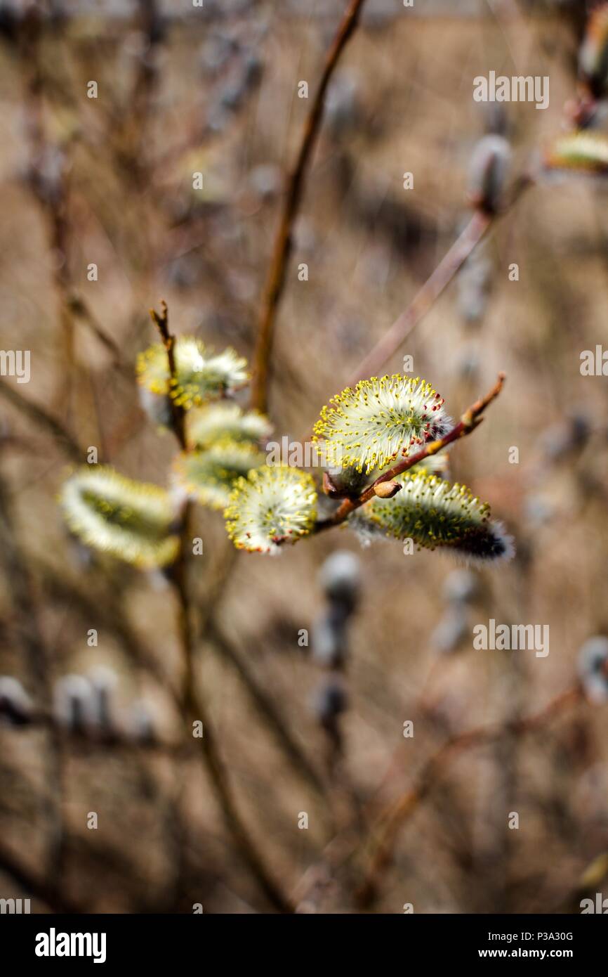 Growspring hi-res stock photography and images - Alamy