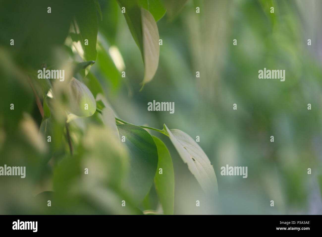 Green leaves of a tree. Has a fresh and a calming feeling. Close-up ...