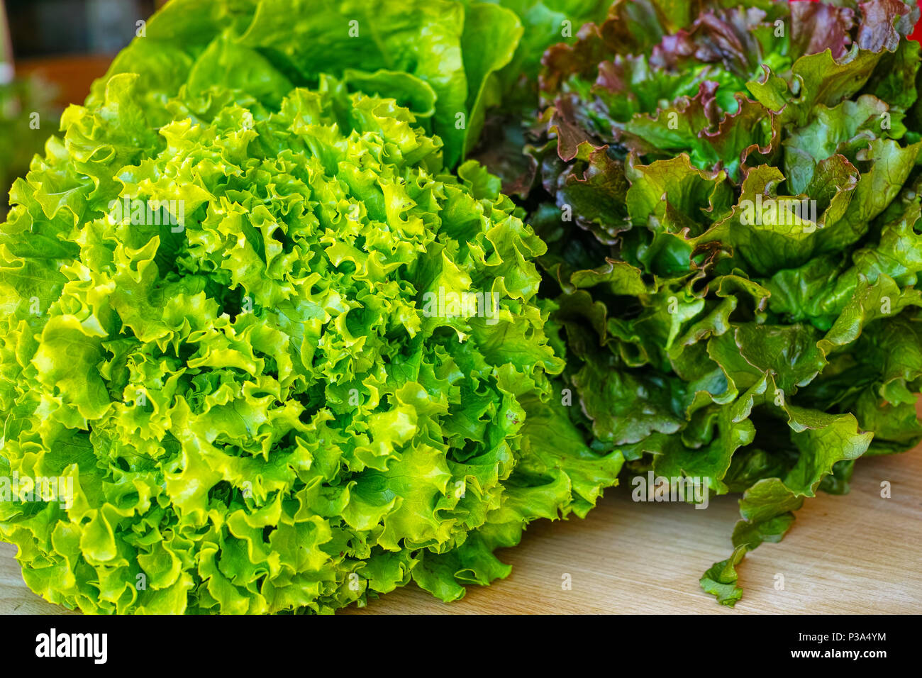 Fresh organic green lettuce leaf vegetable ready to eat in salade ...