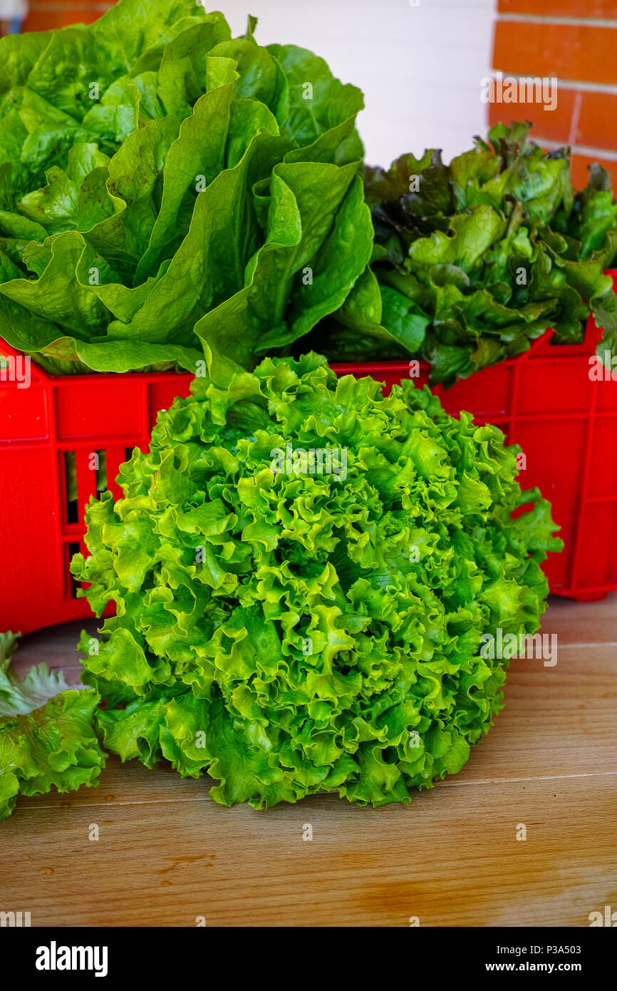 Fresh organic green lettuce leaf vegetable ready to eat in salade ...