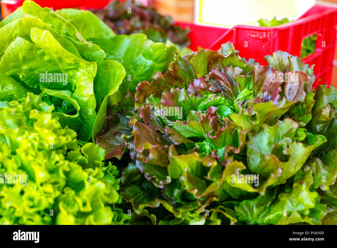 Fresh organic green lettuce leaf vegetable ready to eat in salade ...