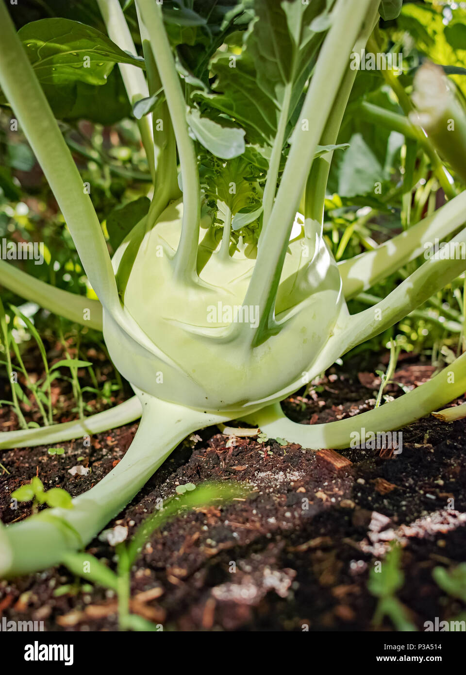 Organic green kohlrabi cabbage growing in farm garden, new harvest ...