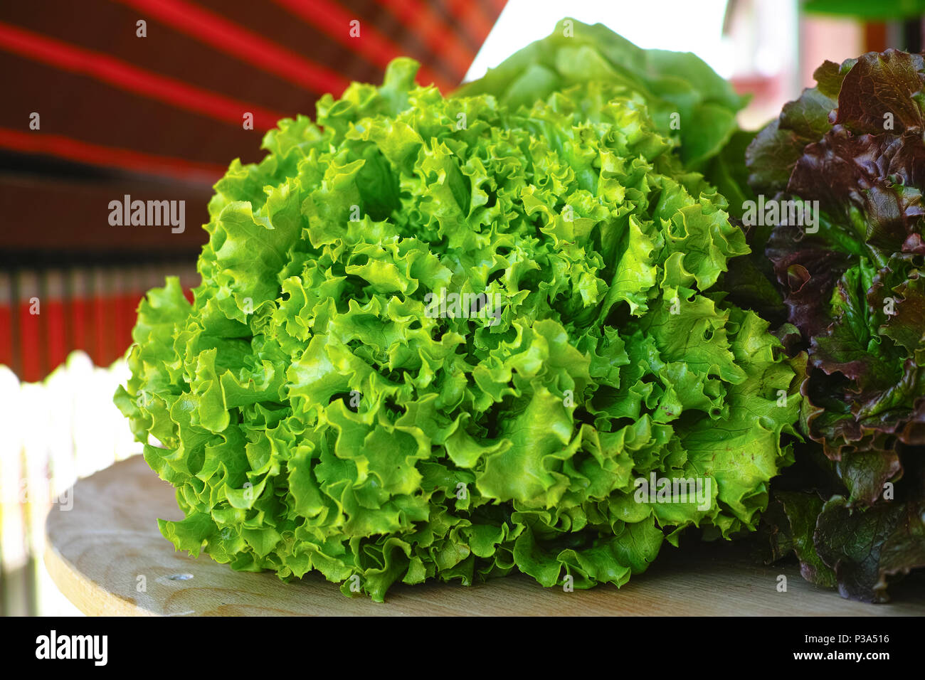 Fresh organic green lettuce leaf vegetable ready to eat in salade ...