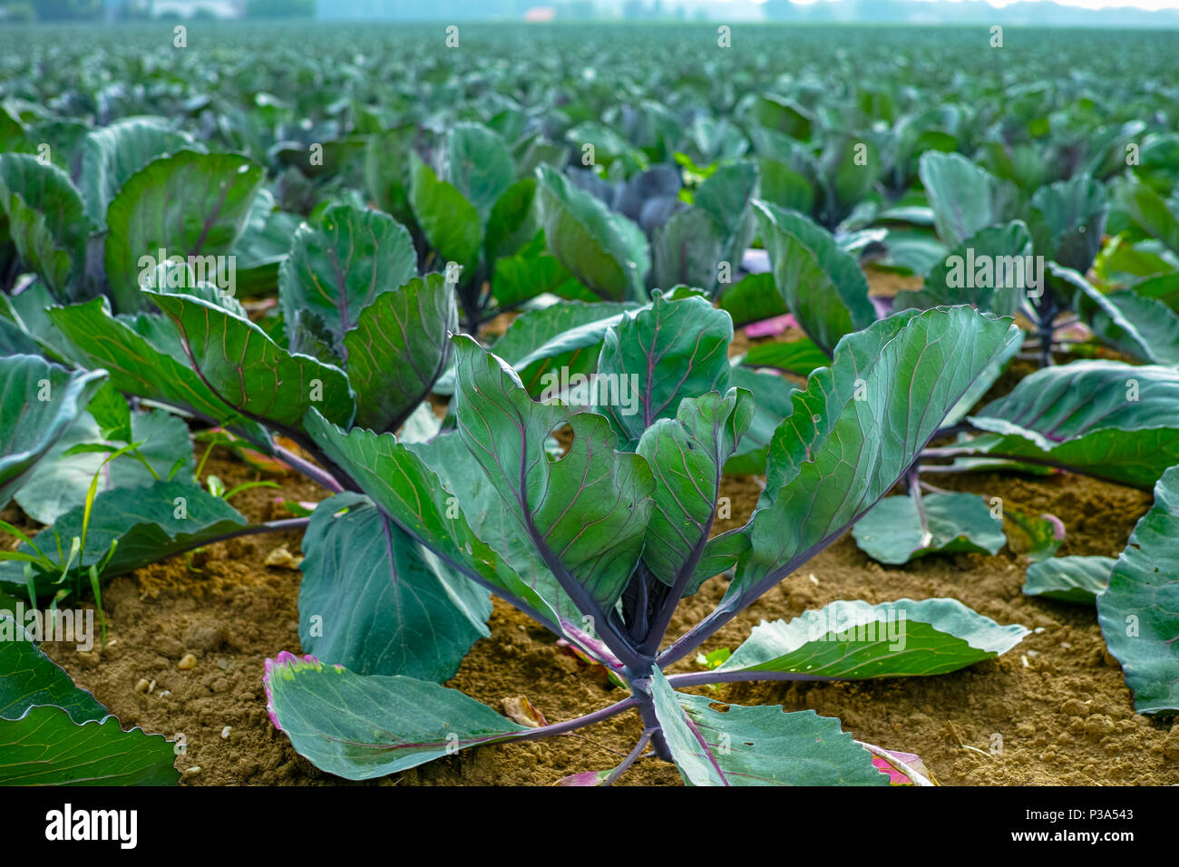 Young purple round cabbage plants growing on farm field close up Stock ...