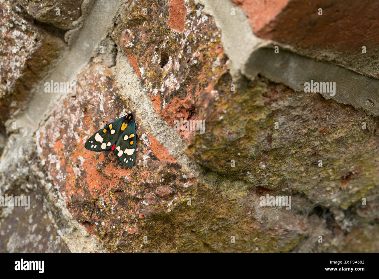 Colourful moth hi-res stock photography and images - Alamy