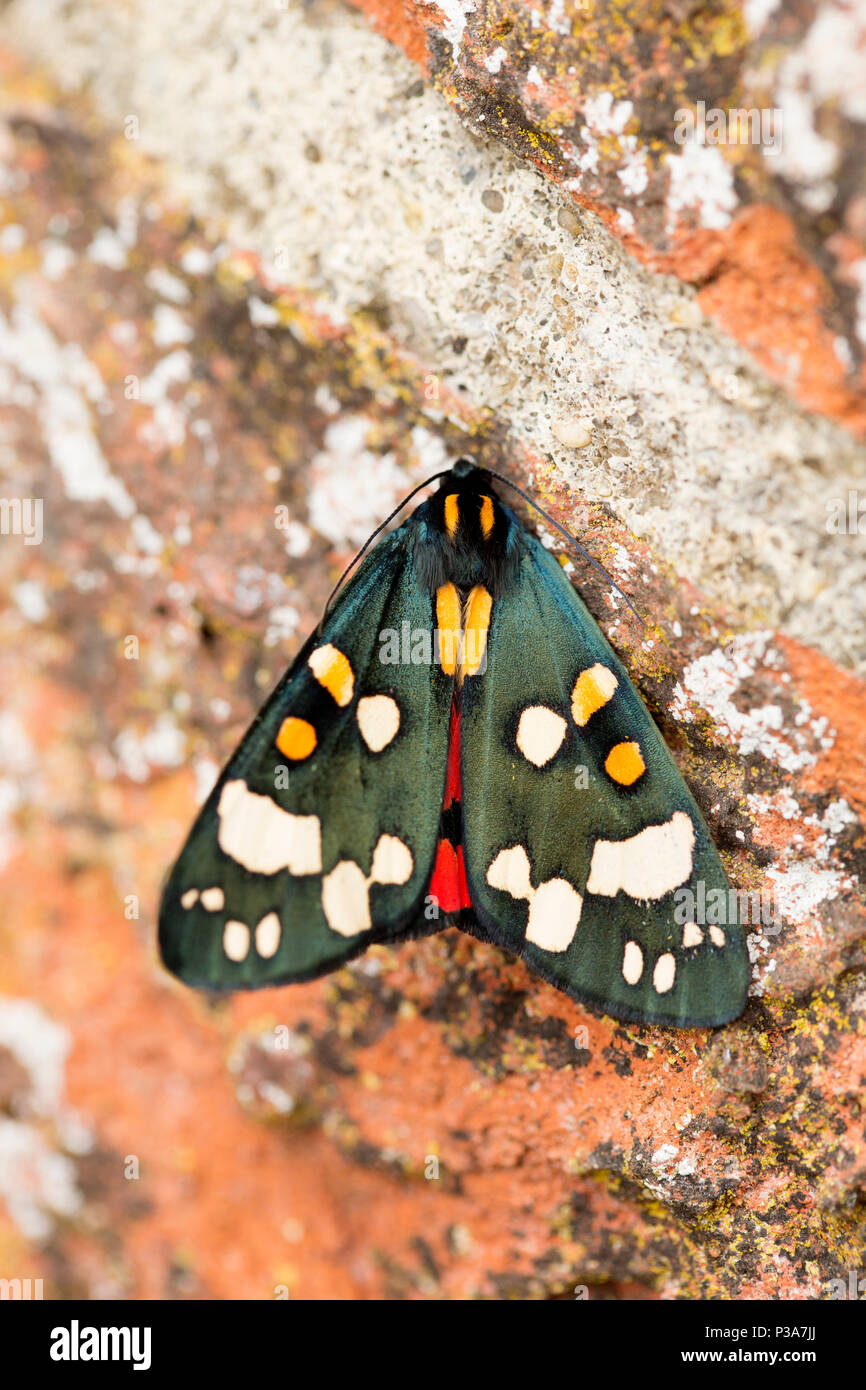 A scarlet tiger moth, Callimorpha dominula, on an old red brick bridge ...