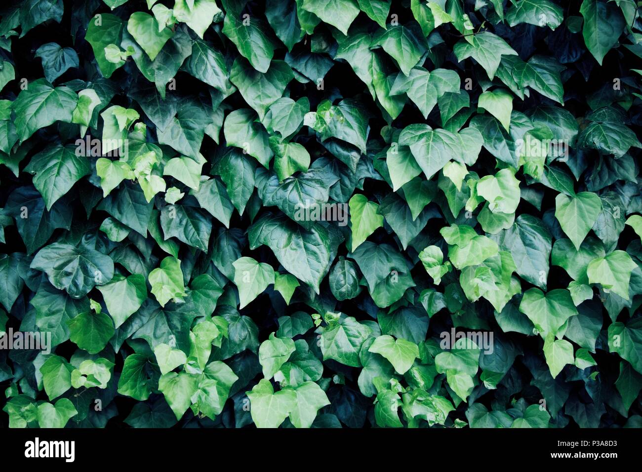 Green wall shape scalloped leafs texture for backgrounds Stock Photo ...