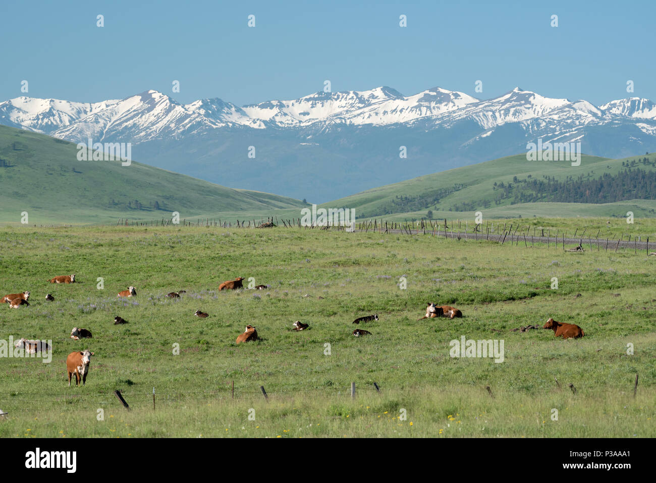 Cattle on Oregon's Zumwalt Prairie with the Wallowa Mountains in the ...