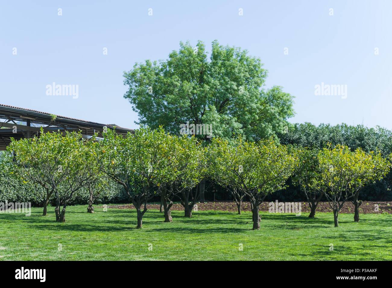 The lemon garden on a farm in italy Stock Photo - Alamy
