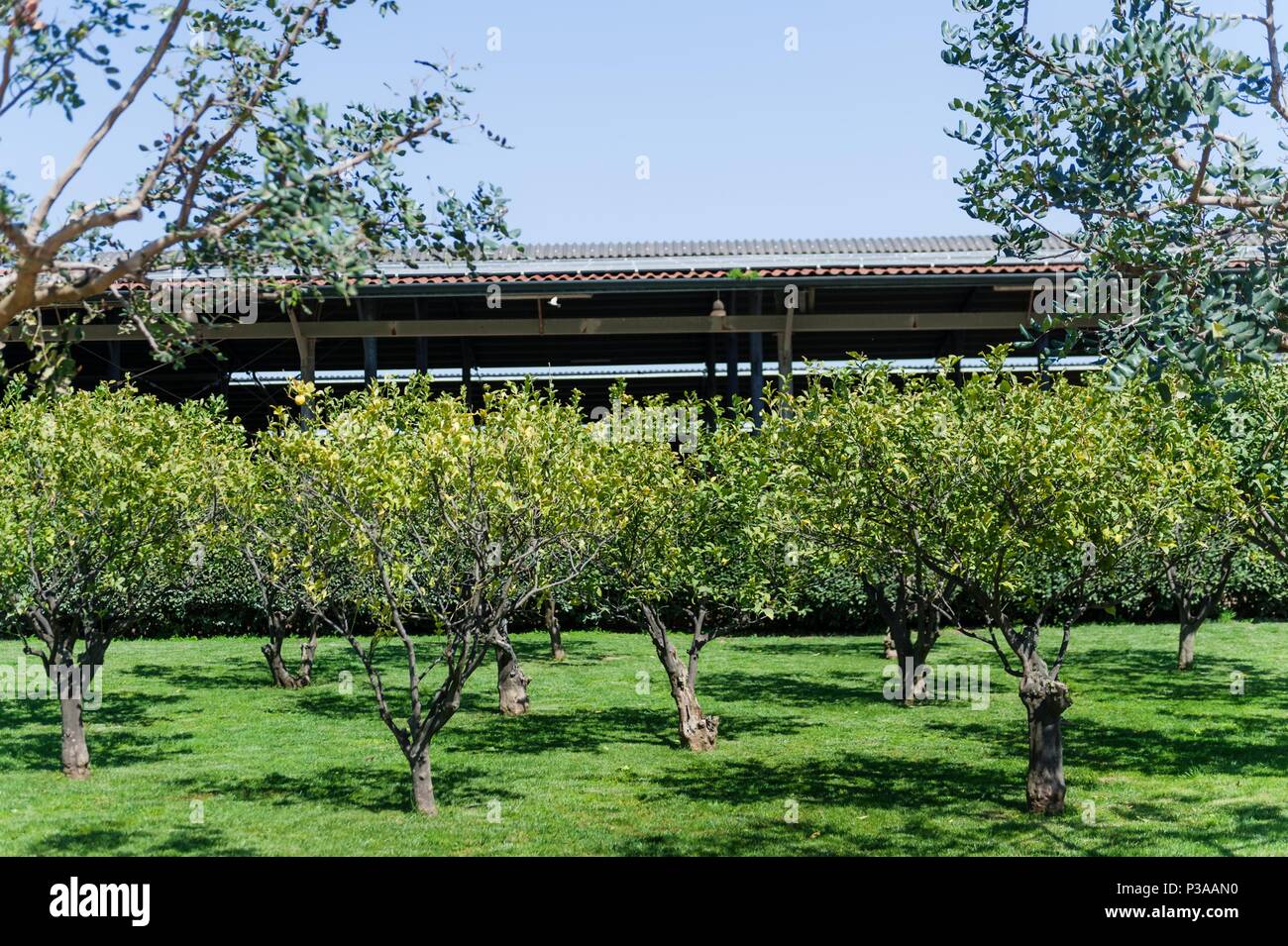 Lemon Plantation High Resolution Stock Photography and Images - Alamy