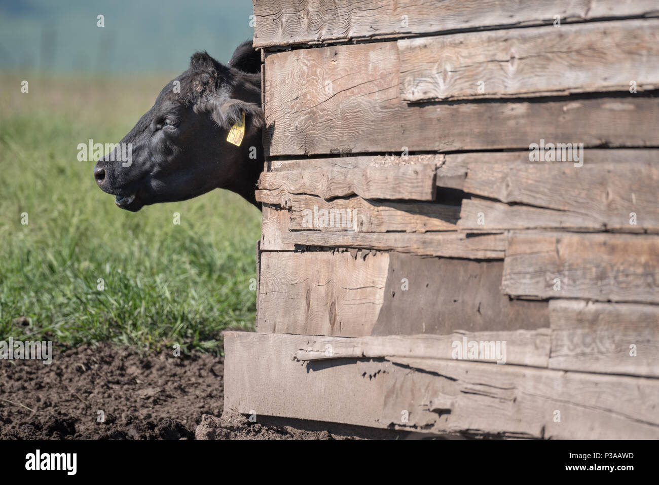 Scratching ear hi-res stock photography and images - Alamy