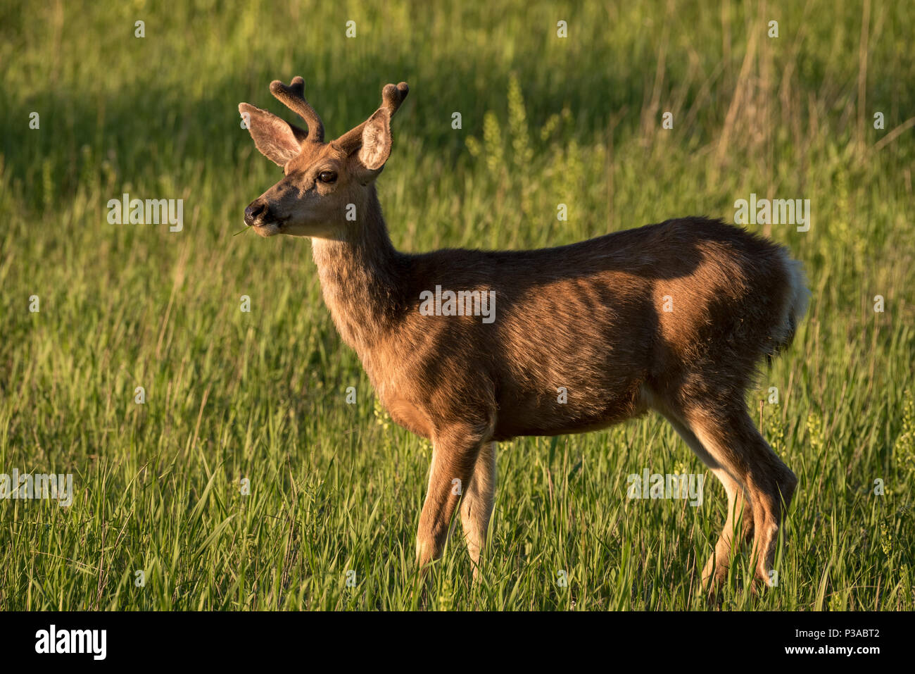 Mule deer buck hi-res stock photography and images - Alamy