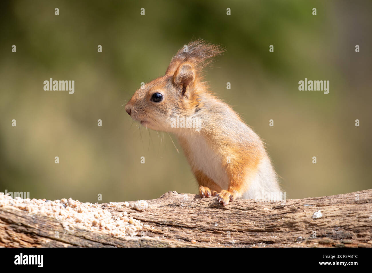 Tufted Ground Squirrel