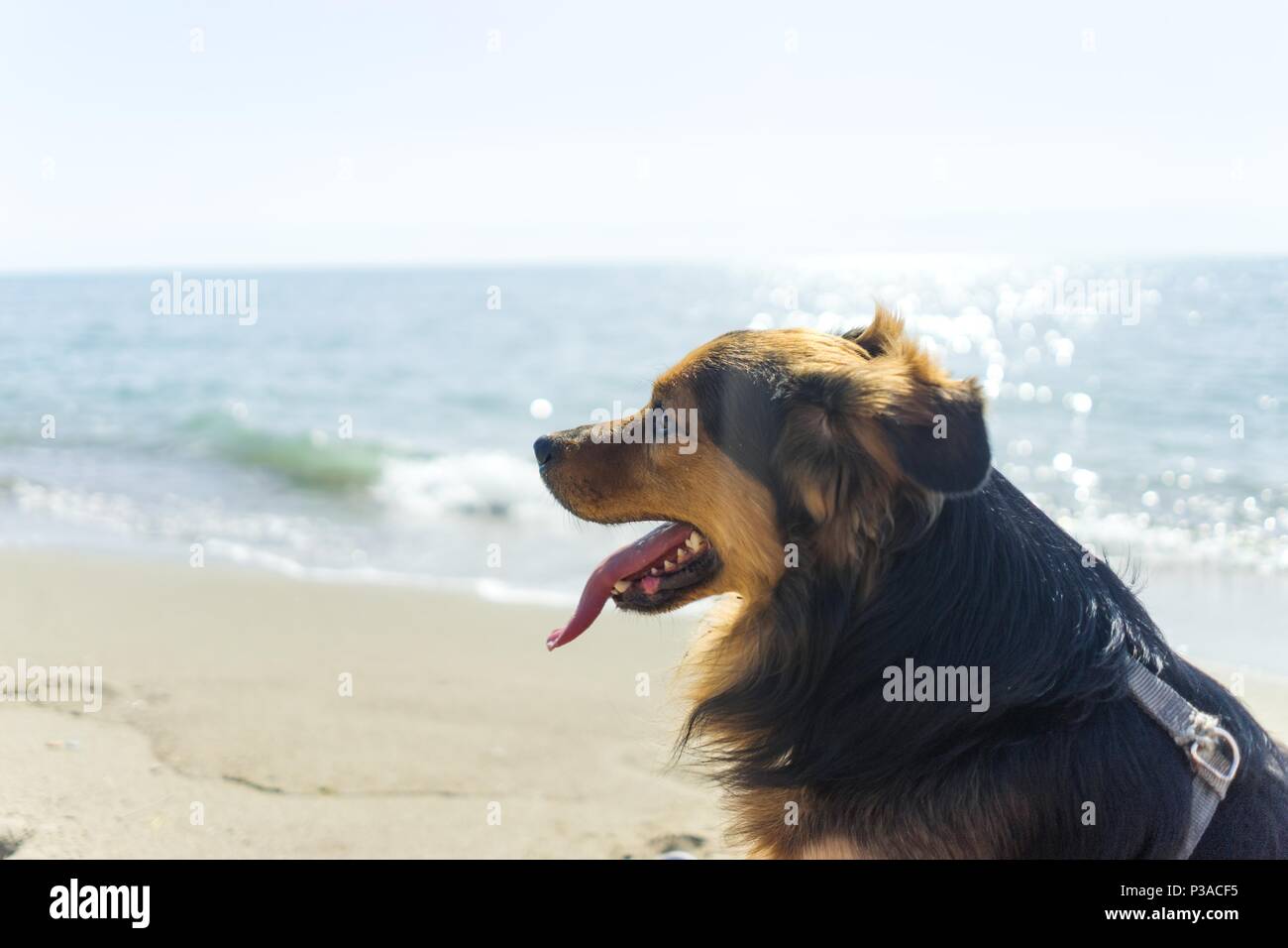 Cute little dog on beach hi-res stock photography and images - Alamy