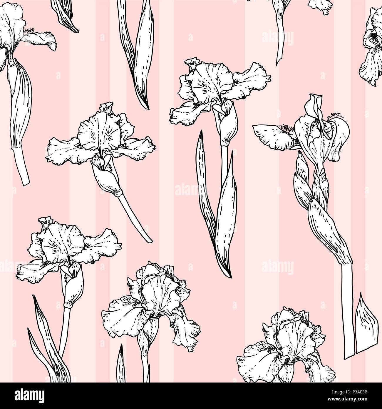 White iris botanical drawing hi-res stock photography and images - Alamy