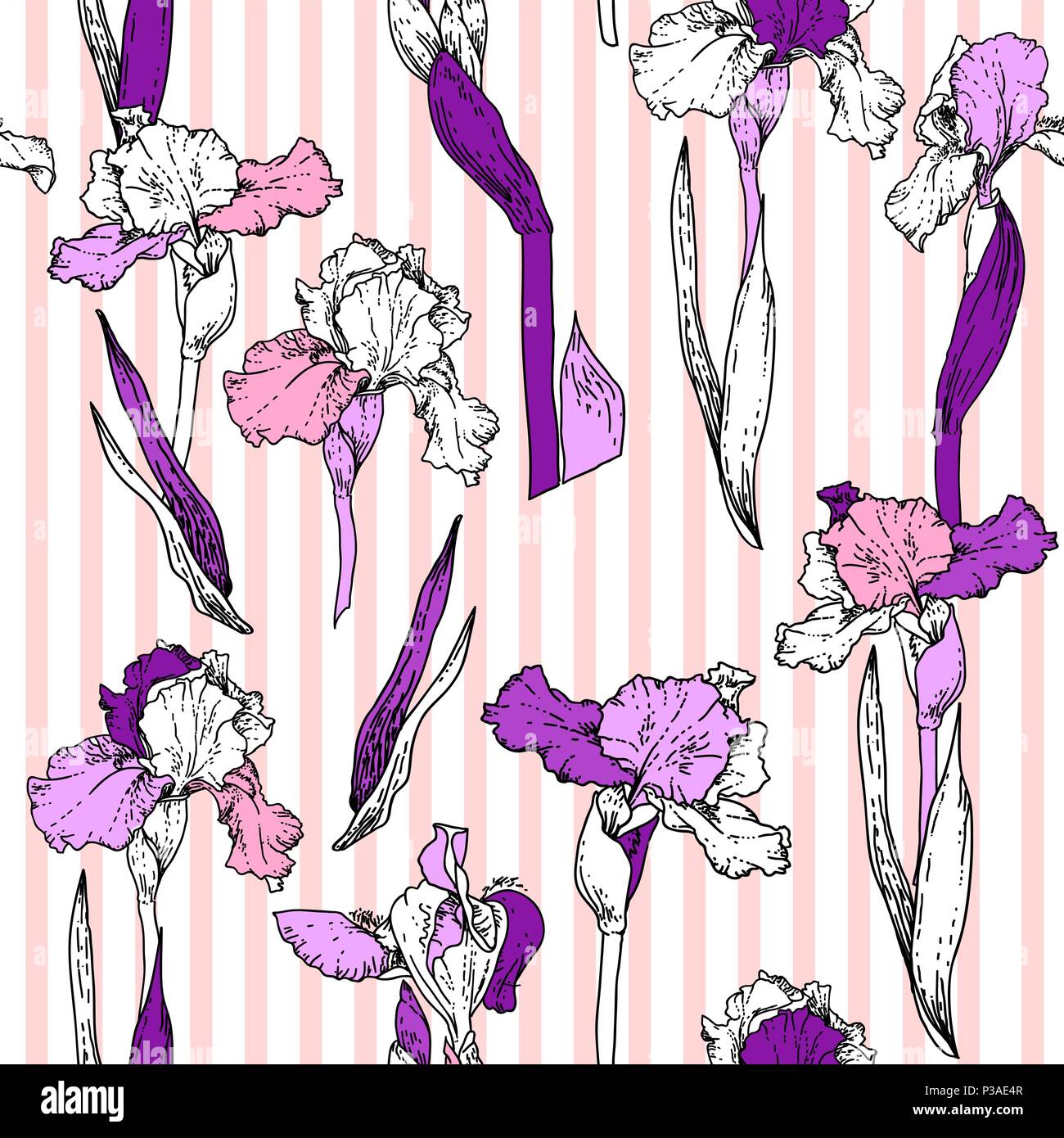 Hand drawn iris Stock Vector Image & Art - Alamy