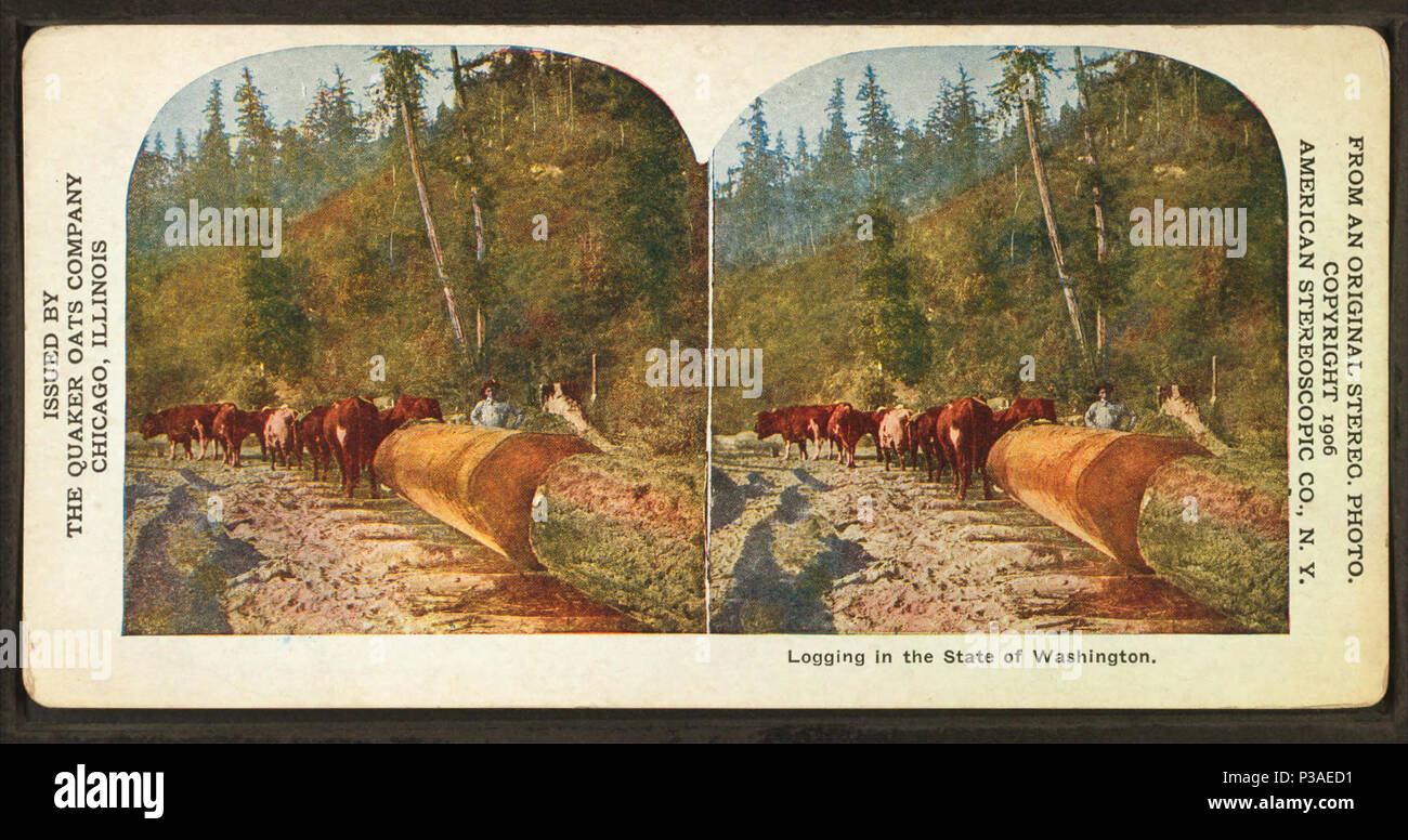 American historical logging hi-res stock photography and images - Alamy