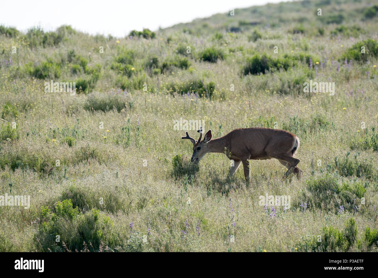 Mule deer buck on the Wallowa Lake moraine in Northeast Oregon Stock ...