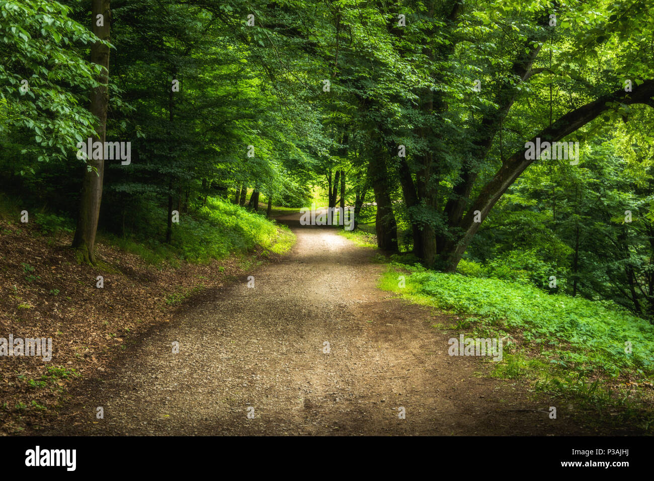 Walkway With Green Trees in Forest. Beautiful Alley In Park. Pathway ...