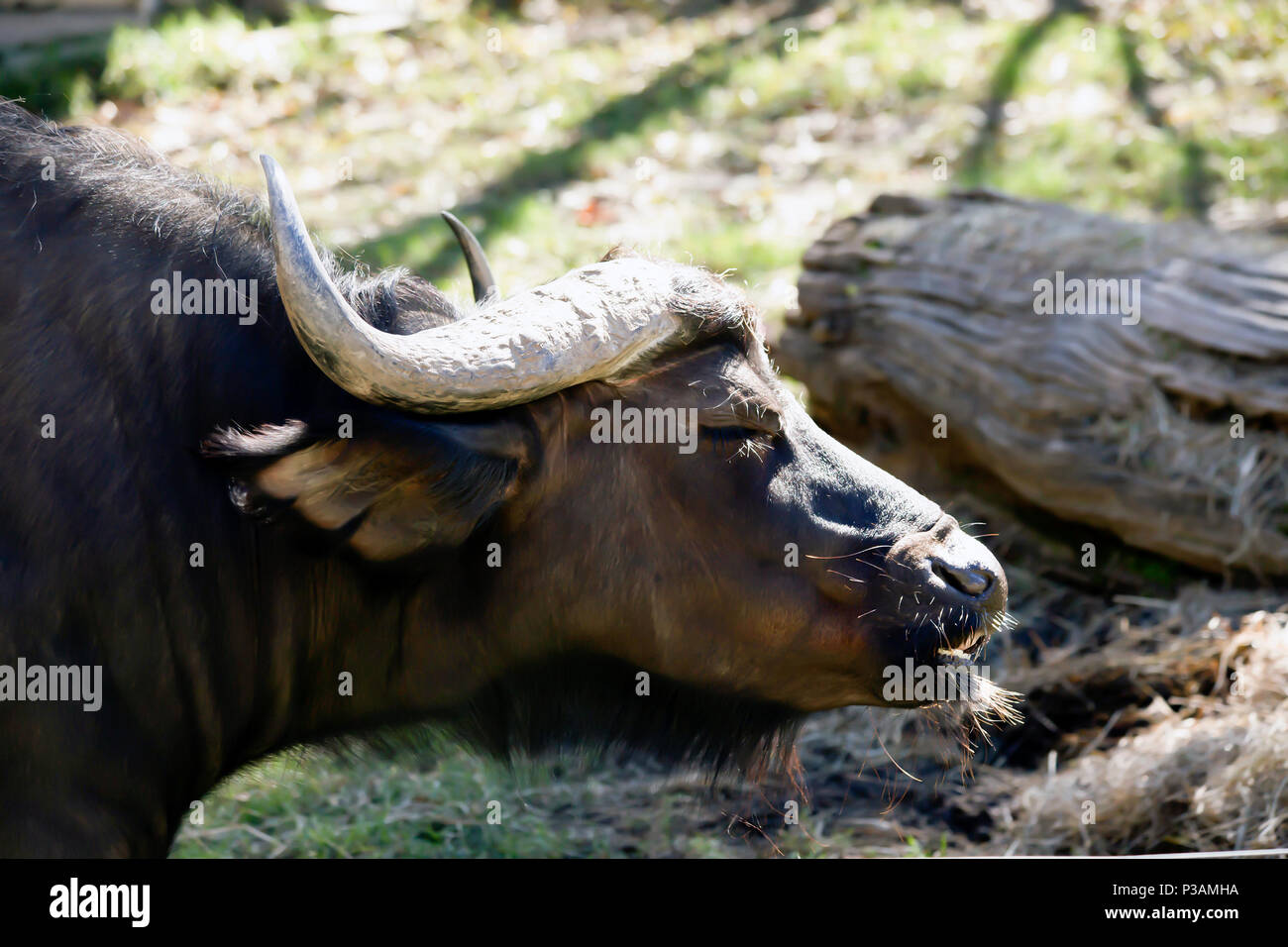 Close up of a single cape buffalo bull Stock Photo - Alamy