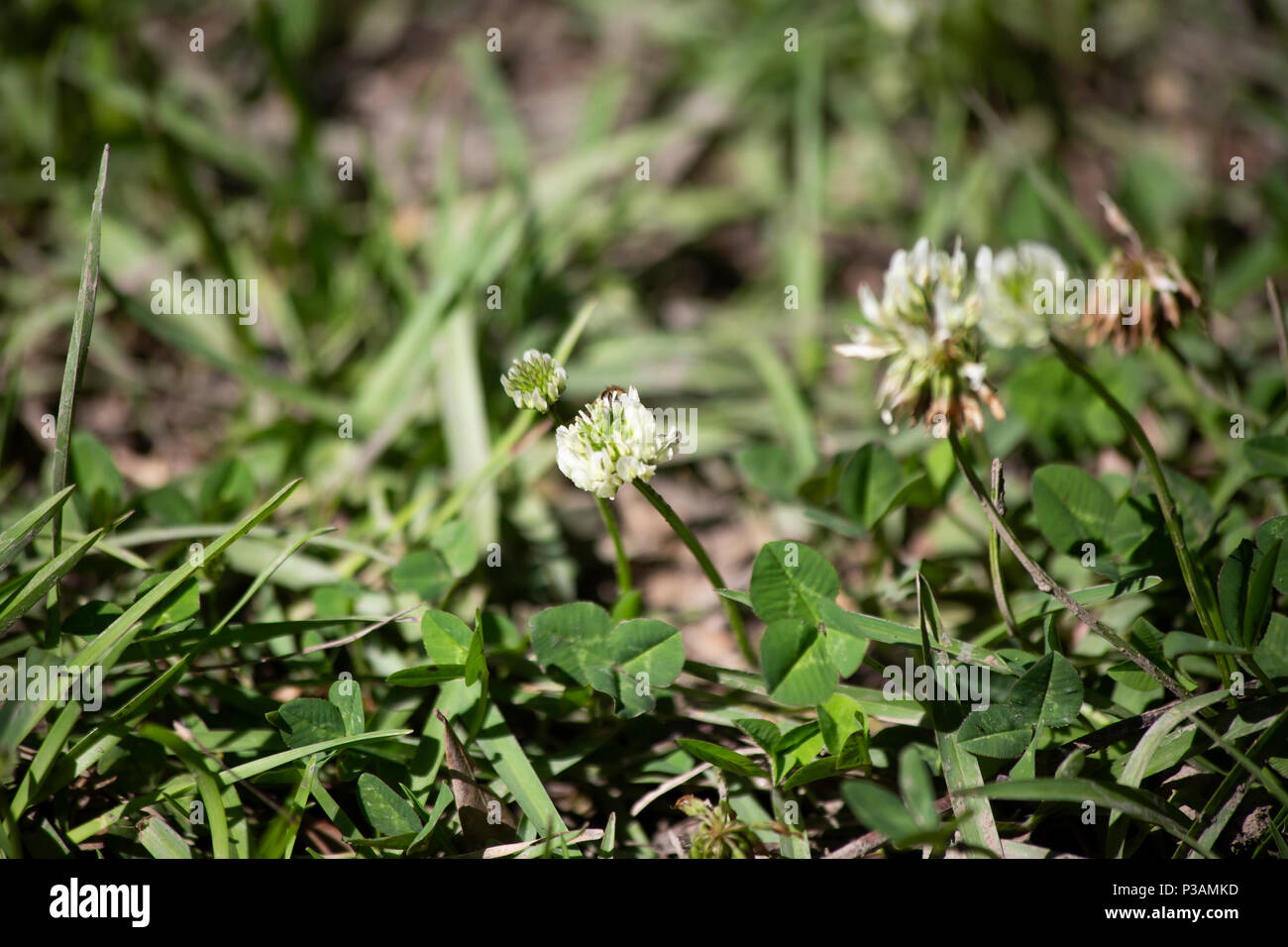 Pollination effort hi-res stock photography and images - Alamy