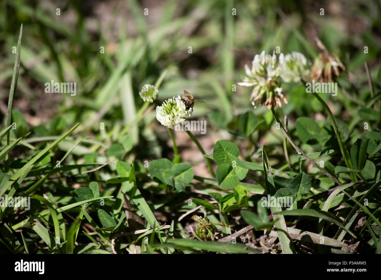 Honey bee pollinating a white clover in a field Stock Photo - Alamy