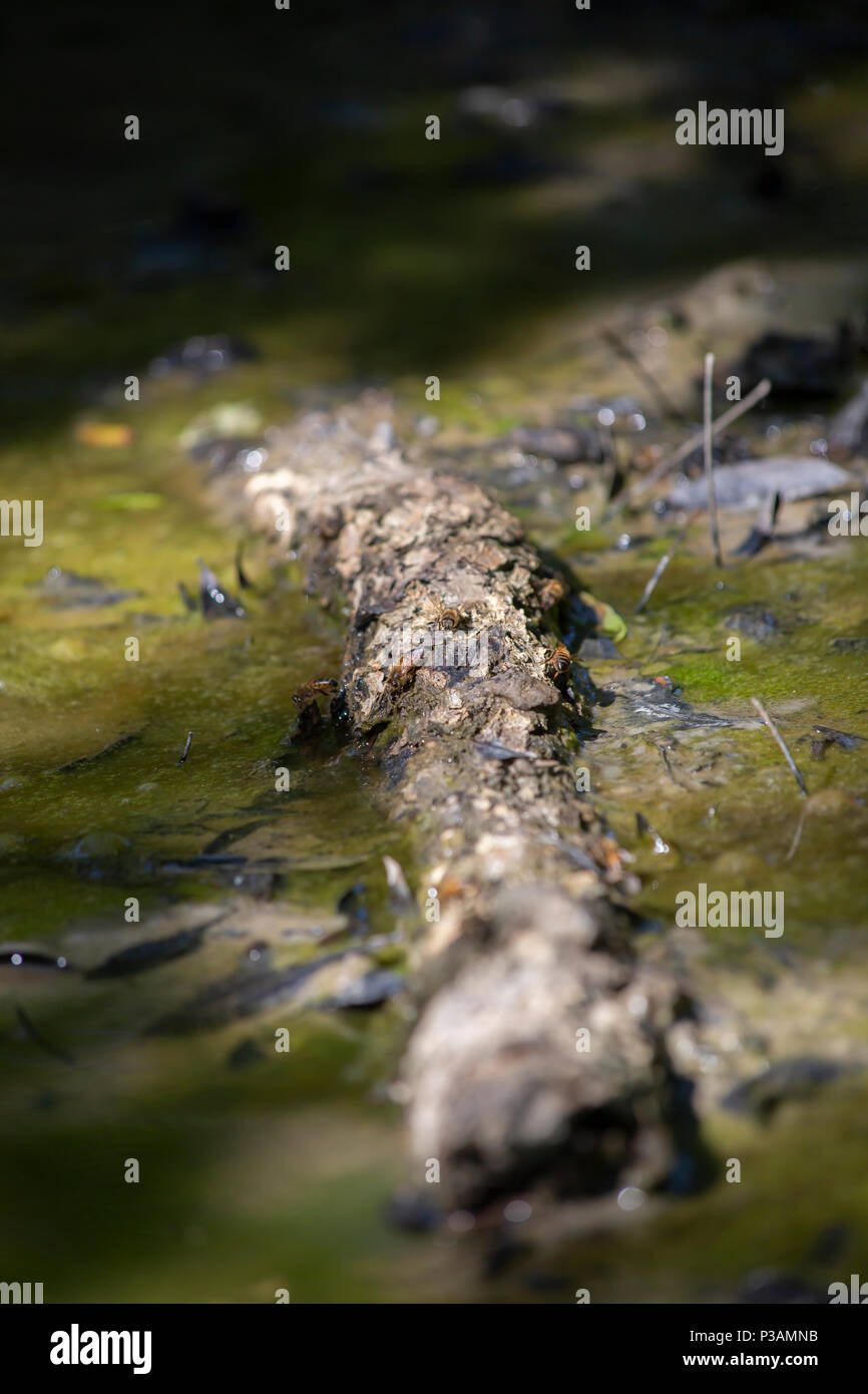 Honey bees swarming a muddy mound in shallow water Stock Photo - Alamy