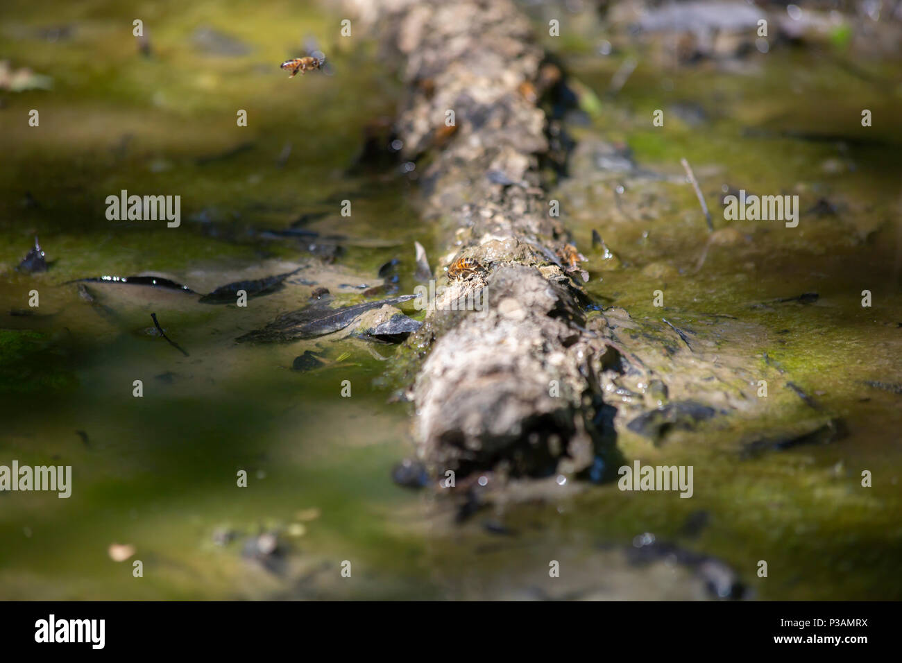 Honey bees swarming a muddy mound in shallow water Stock Photo - Alamy