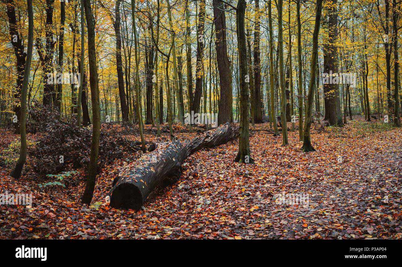 A big old log in autumnal mixed forest. Leaf fall near the pathway ...