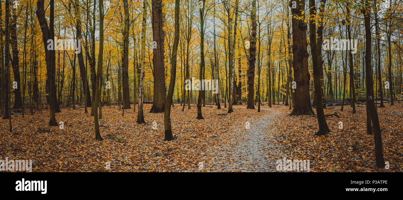 Autumn calm forest walking path between bare trees. Golden yellow ...