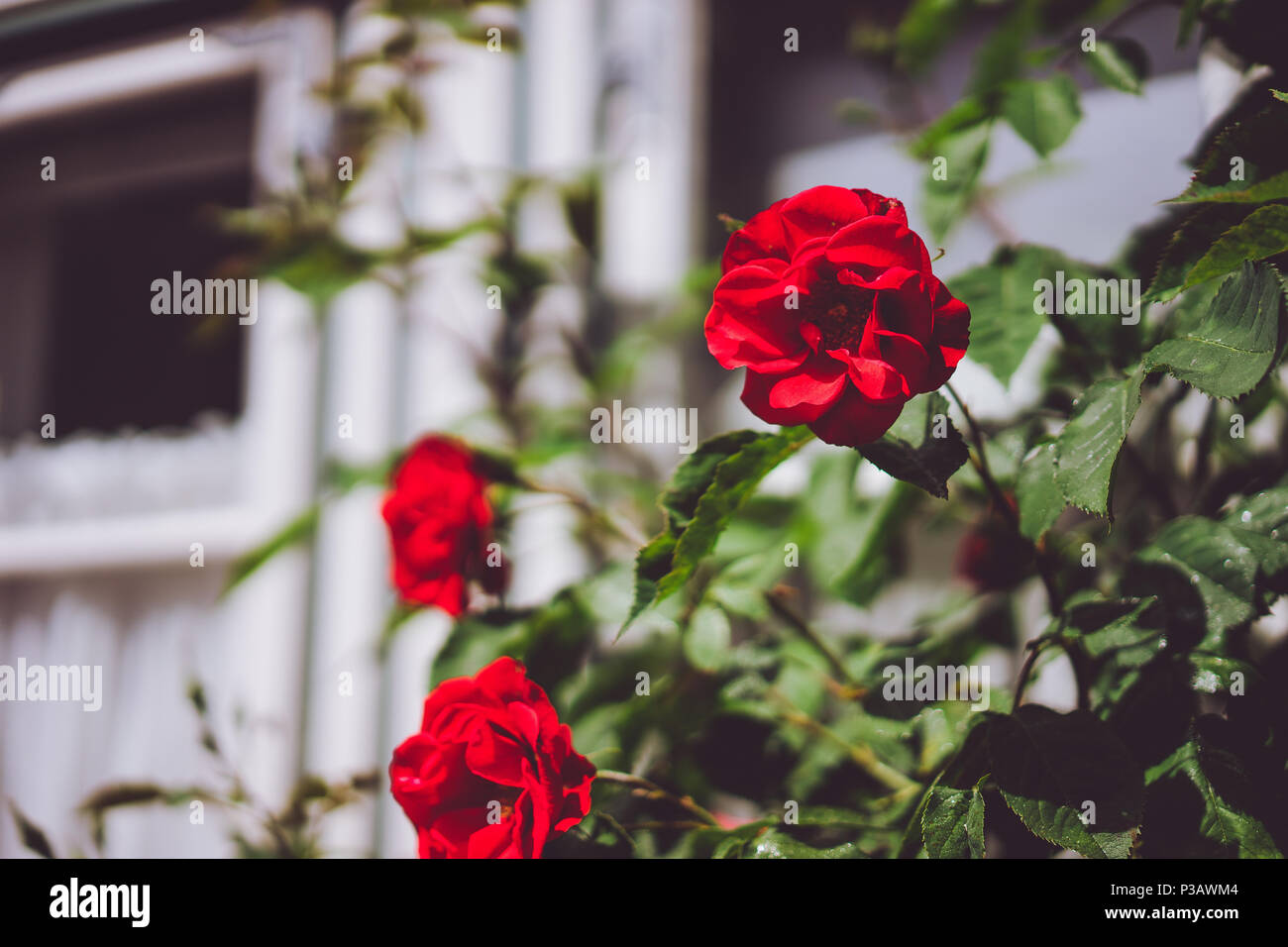House Entrance With Roses High Resolution Stock Photography and Images ...