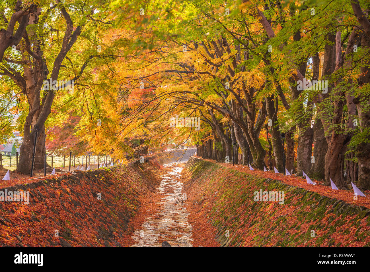 Momiji Tunnel High Resolution Stock Photography and Images - Alamy