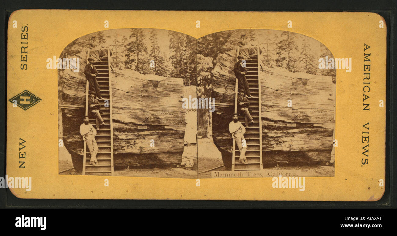 California mammoth tree historical hi-res stock photography and images ...