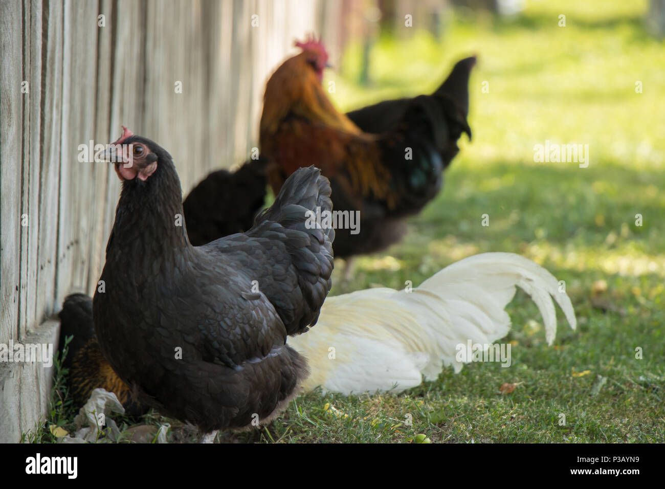 Focus on chickens hi-res stock photography and images - Alamy