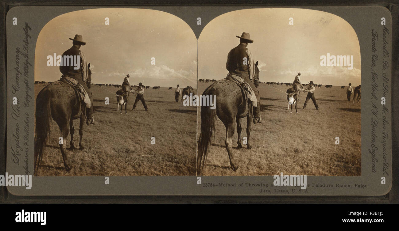 189 Method of Throwing a Cow - on the Palodoro Ranch, Palodura, Texas ...