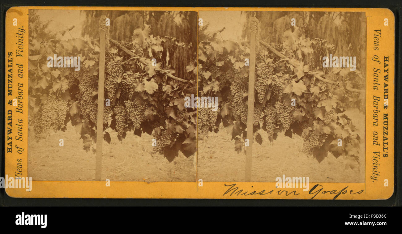 Mission grapes hi-res stock photography and images - Alamy