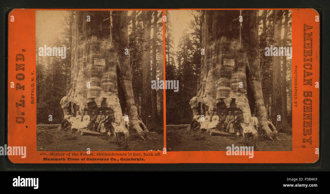 . Mother of the Forest, Circumference 78 feet bark off. Mammoth Trees ...